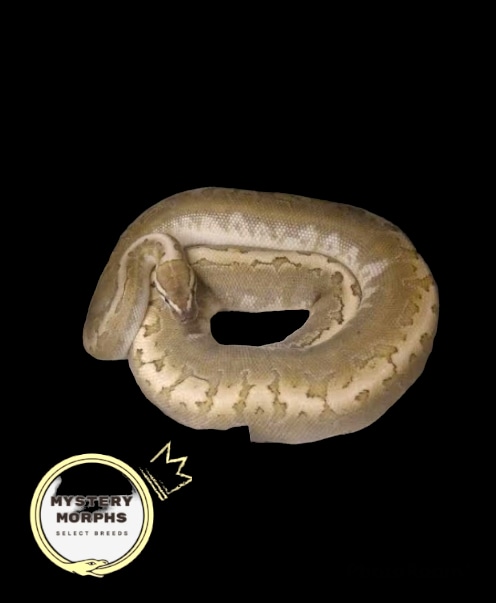 Bamboo Enchi Pinstripe Ball Python by Mystery_Morphs - MorphMarket