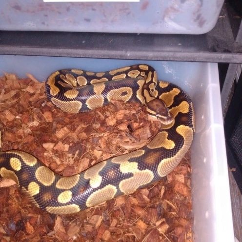 Yellow Belly Proven Breeder Ball Python by Mystery_Morphs - MorphMarket