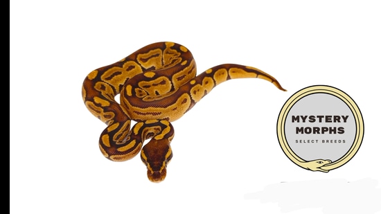 Bongo Black Pastel Enchi(Allelic Combo) Ball Python by Mystery_Morphs