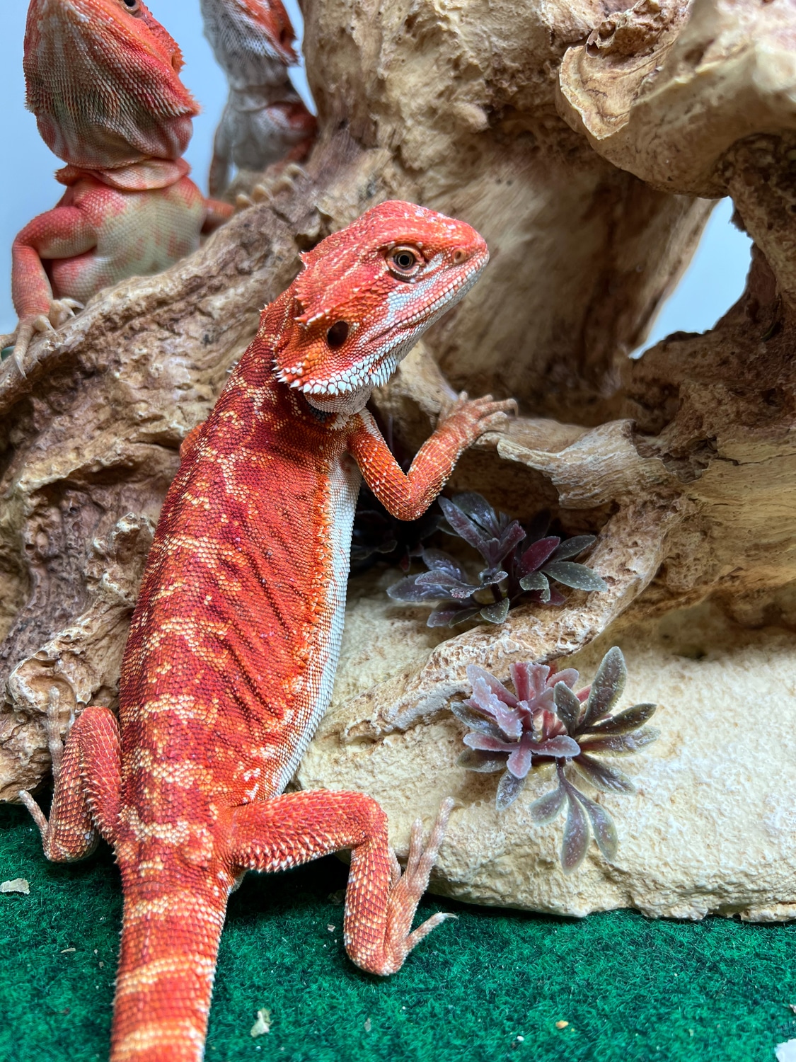 Red Hypo Leatherback 66% Het Translucent Central Bearded Dragon by Mystic Morphs - MorphMarket