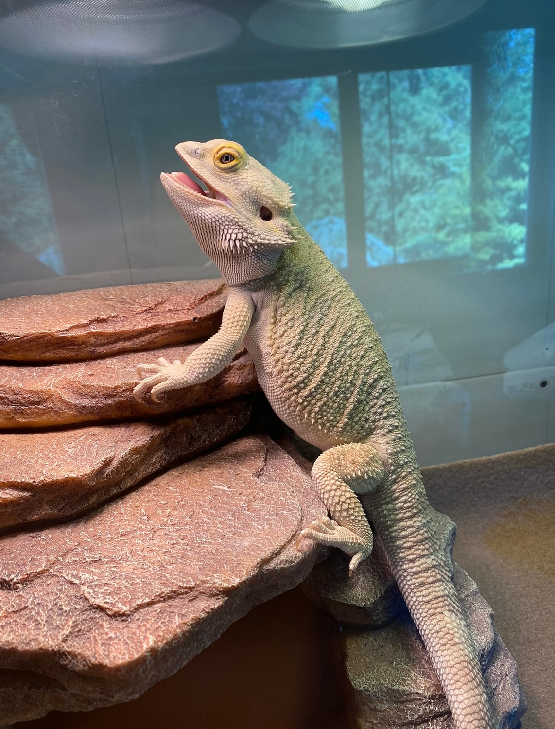 Hypo Het Zero/Witblits - 50% Het Trans Central Bearded Dragon by Mystic ...