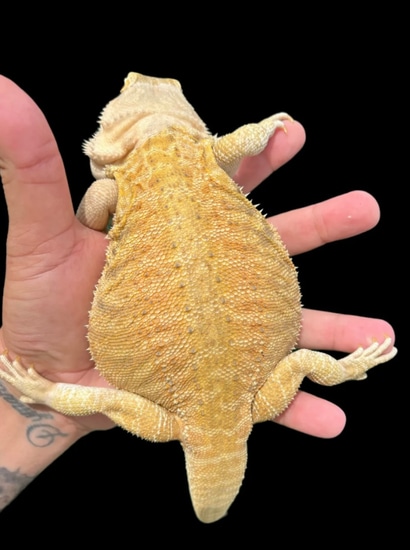 Female Hypo Leatherback Het Zero/Witblits/Trans Central Bearded Dragon ...