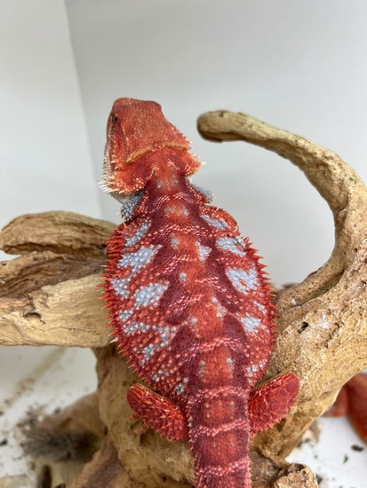 Red Tiger Hypo 50% Het Trans Female Central Bearded Dragon by Mystic Morphs