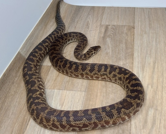 Female Spotted Python Proven Breeder by Mystic Serpents