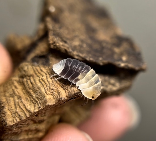 Cubaris Sp “Rubber Bees” 10ct Isopod by MMR Exotics