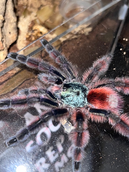 Caribena Versicolor/Antillies Pink Toe Tarantula by Mystical Arachnids
