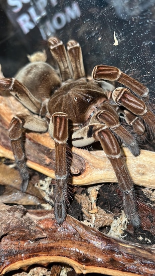 Burgundy Goliath Bird Eater (Theraphosa Stirmi) Tarantula by Mystical ...