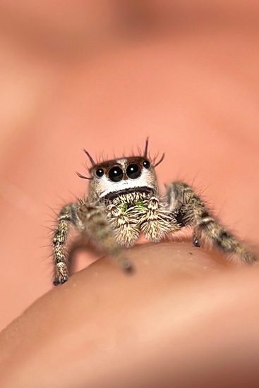 I8 Northern Otiosus Jumping Spider by Mystical Arachnids