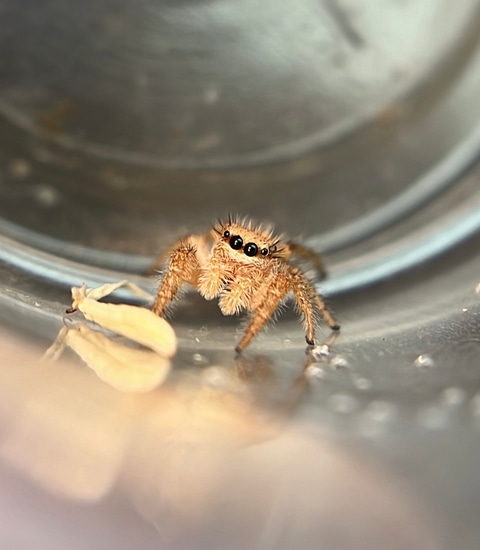 I7 Phidippus Cardinalis Jumping Spider by Mystical Arachnids