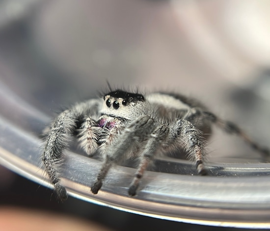 Gravid White Regal Jumping Spider by Mystical Arachnids