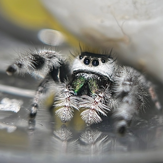 Gravid B&W Regal Jumping Spider by Mystical Arachnids