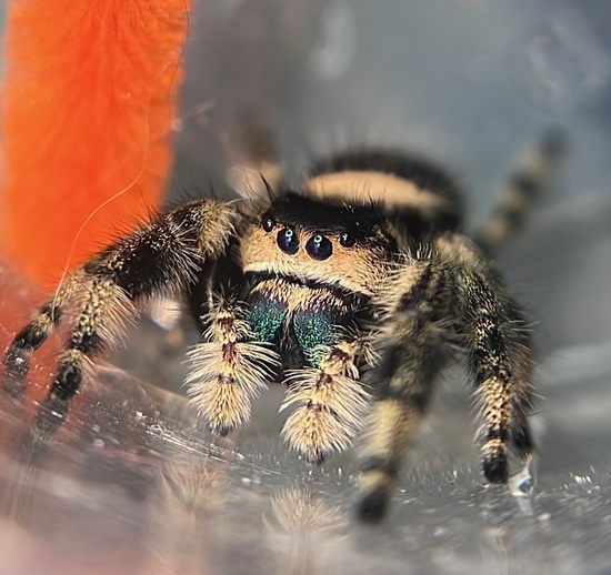 Gravid Golden Apalachicola Jumping Spider by Mystical Arachnids