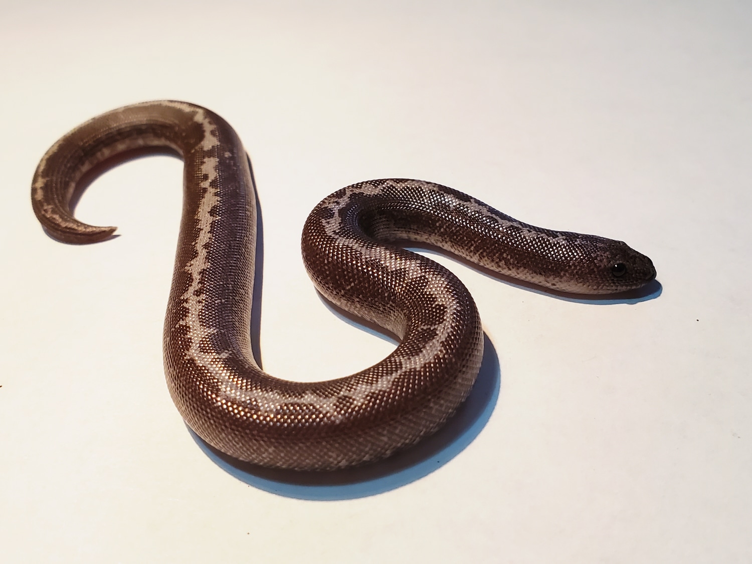 Anery Stripe Het Snow Kenyan Sand Boa by Mystic Box Reptiles - MorphMarket