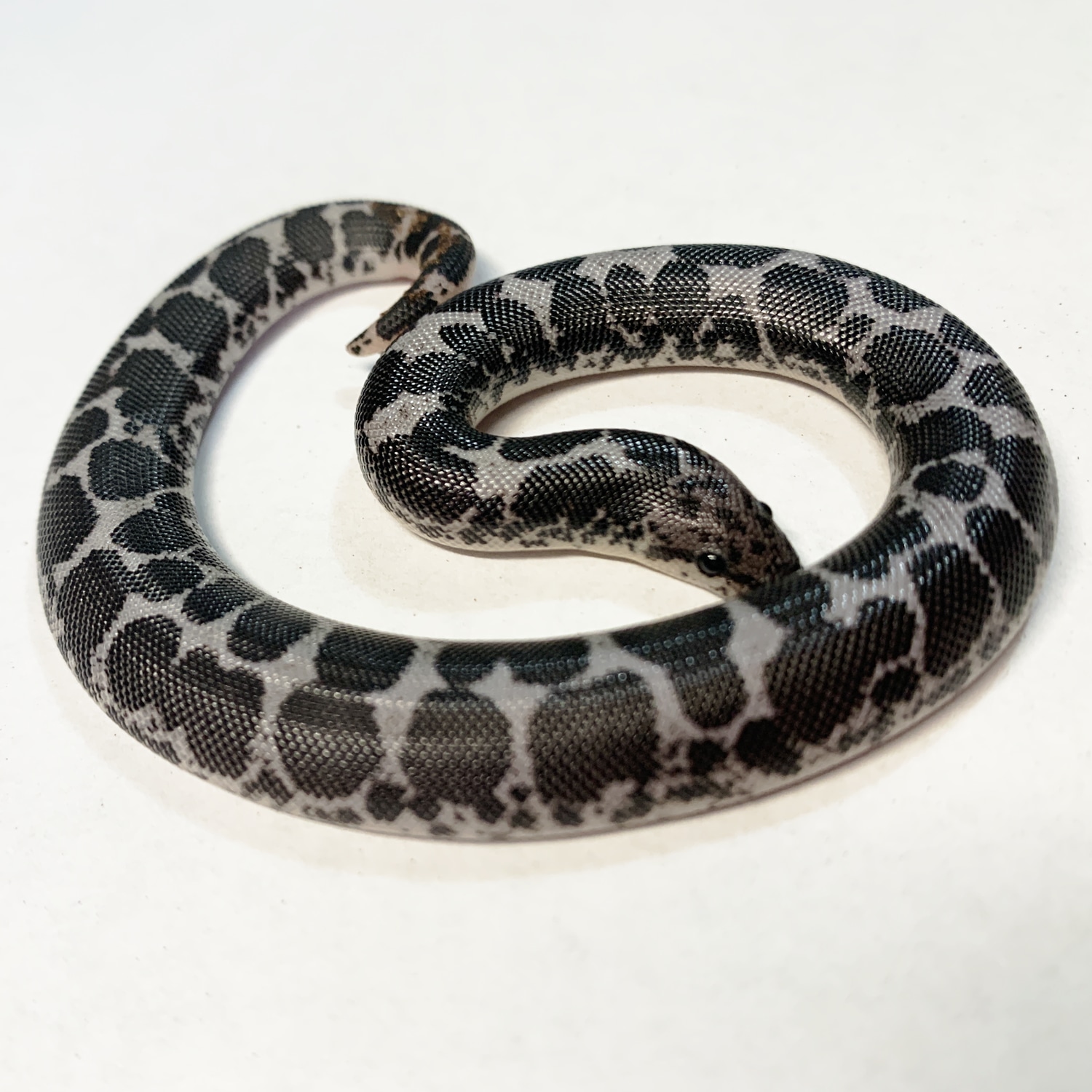Anery Het Snow Kenyan Sand Boa by Mystic Box Reptiles - MorphMarket