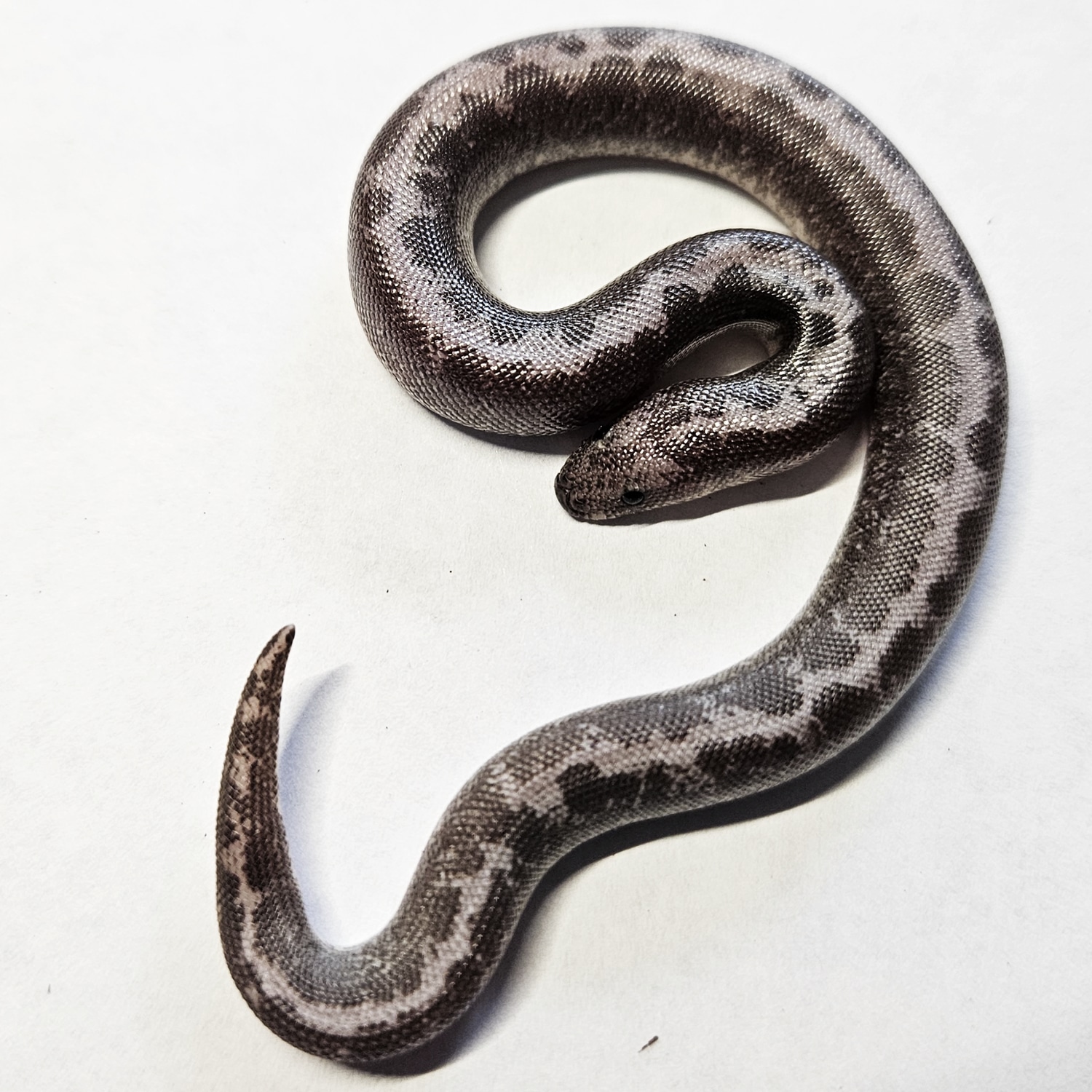 Anery Stripe Het Snow Kenyan Sand Boa by Mystic Box Reptiles - MorphMarket