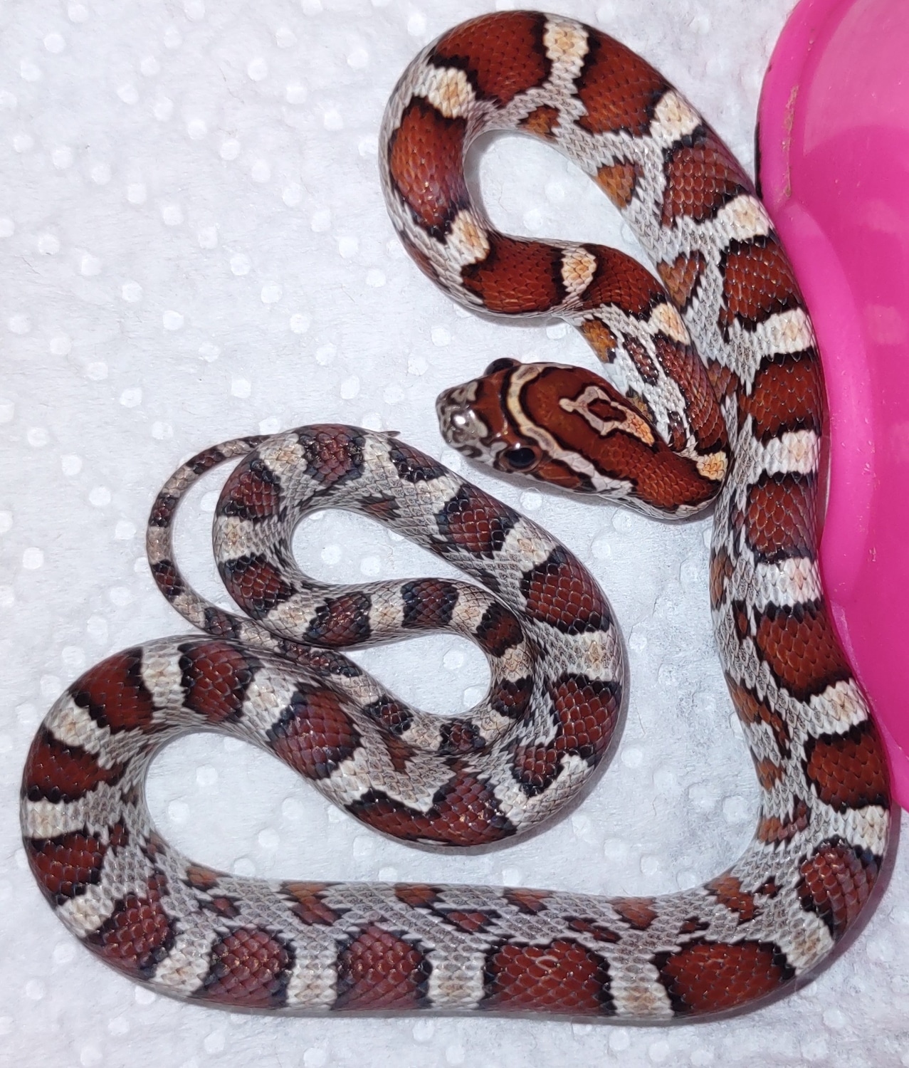 Tuscan Flare Miami Corn Snake by Mystic Exotics - MorphMarket