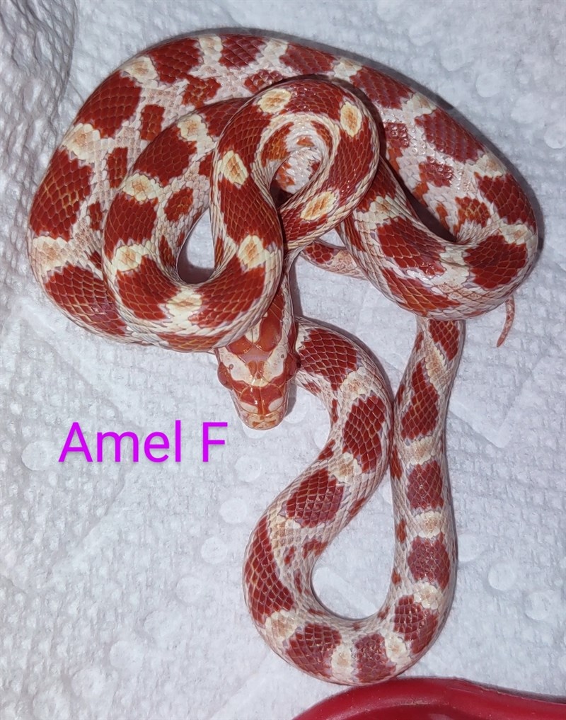 Amel 50% Het Caramel, Cinder, Hypo, Motley Corn Snake by Mystic Exotics ...