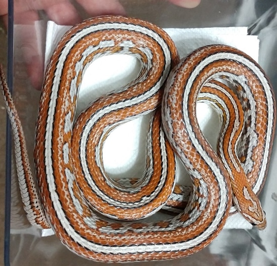NFS Brokk 1.0 Miami Tessera Het Amel Corn Snake by Mystic Exotics
