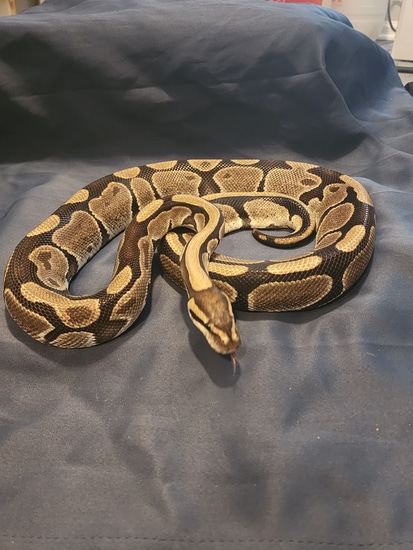 Vanilla Female - Great Breeder Ball Python by Mystic Pythons