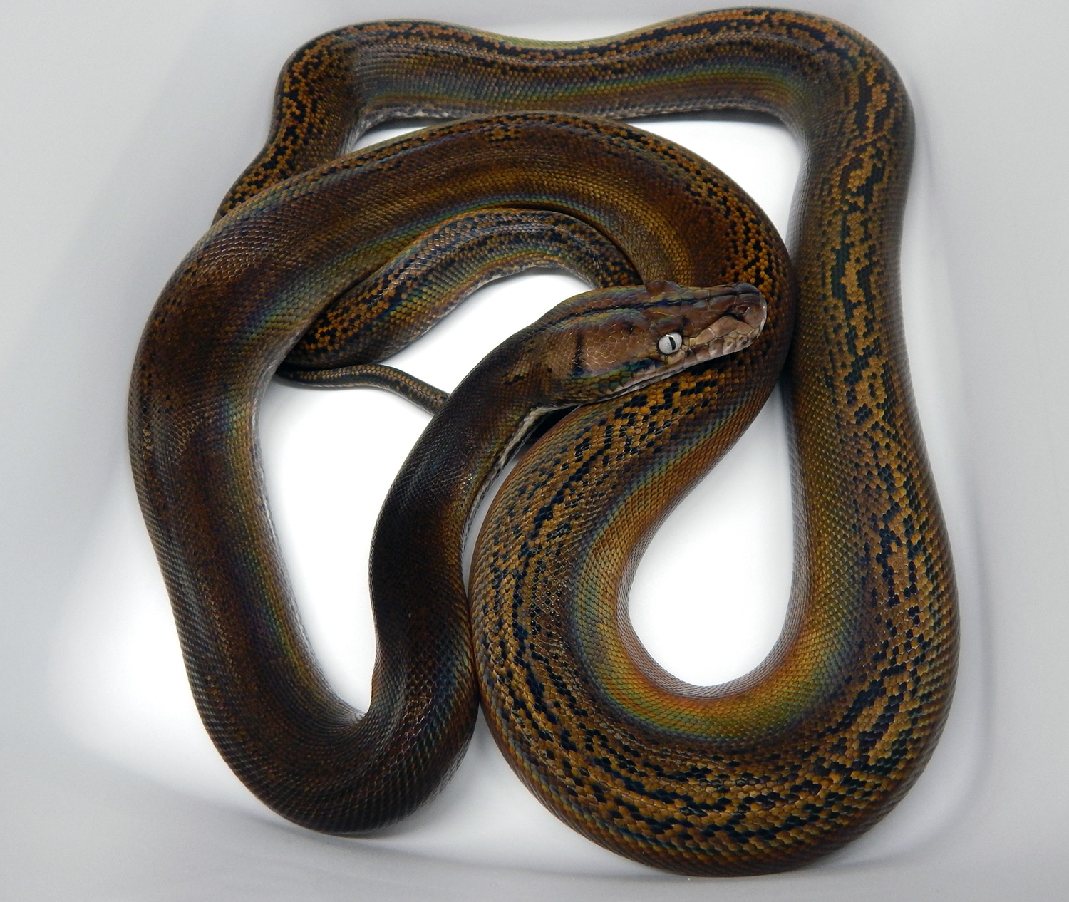 Goldenchild Poss Het OGS Reticulated Python by Mystic Reptiles, LLC ...