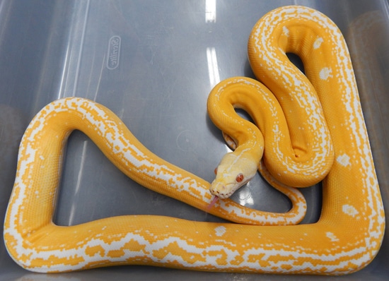 Amel Goldenchild Reticulated Python by Mystic Reptiles, LLC