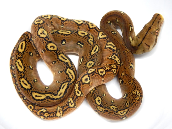 Phantom Reticulated Python by Mystic Reptiles, LLC