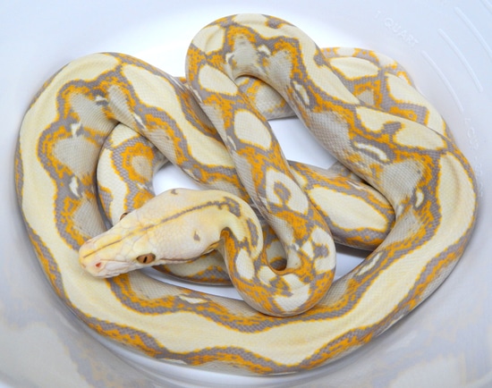 Renick Ghost Reticulated Python by Mystic Reptiles, LLC