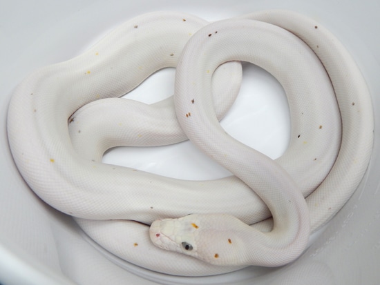 Goldenchild Cow Reticulated Python by Mystic Reptiles, LLC - MorphMarket
