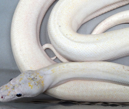 Goldenchild Cow Reticulated Python by Mystic Reptiles, LLC - MorphMarket