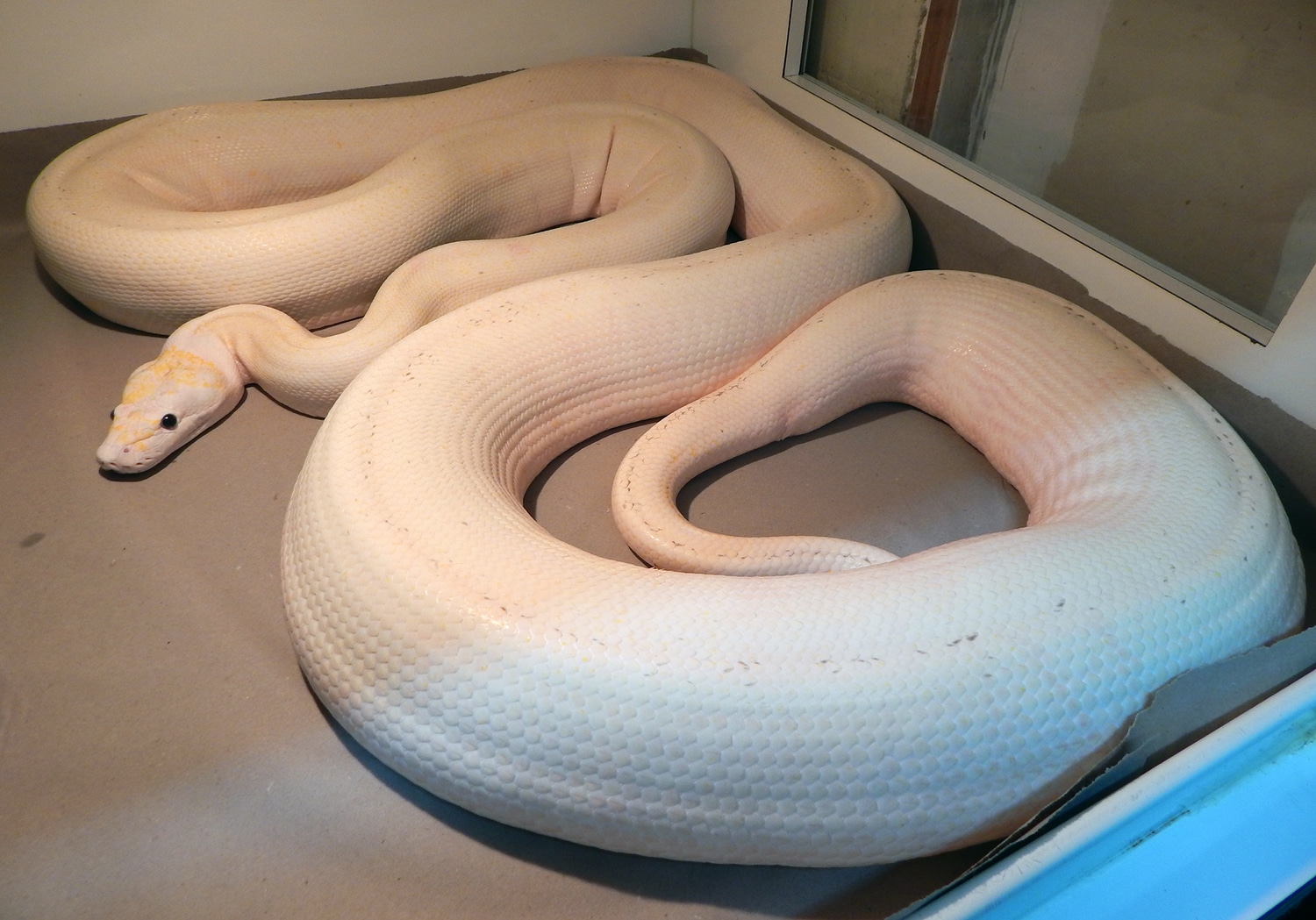 Ivory Reticulated Python by Mystic Reptiles, LLC - MorphMarket