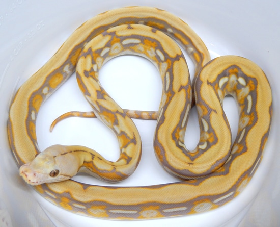 Renick Ghost Tiger Reticulated Python by Mystic Reptiles, LLC
