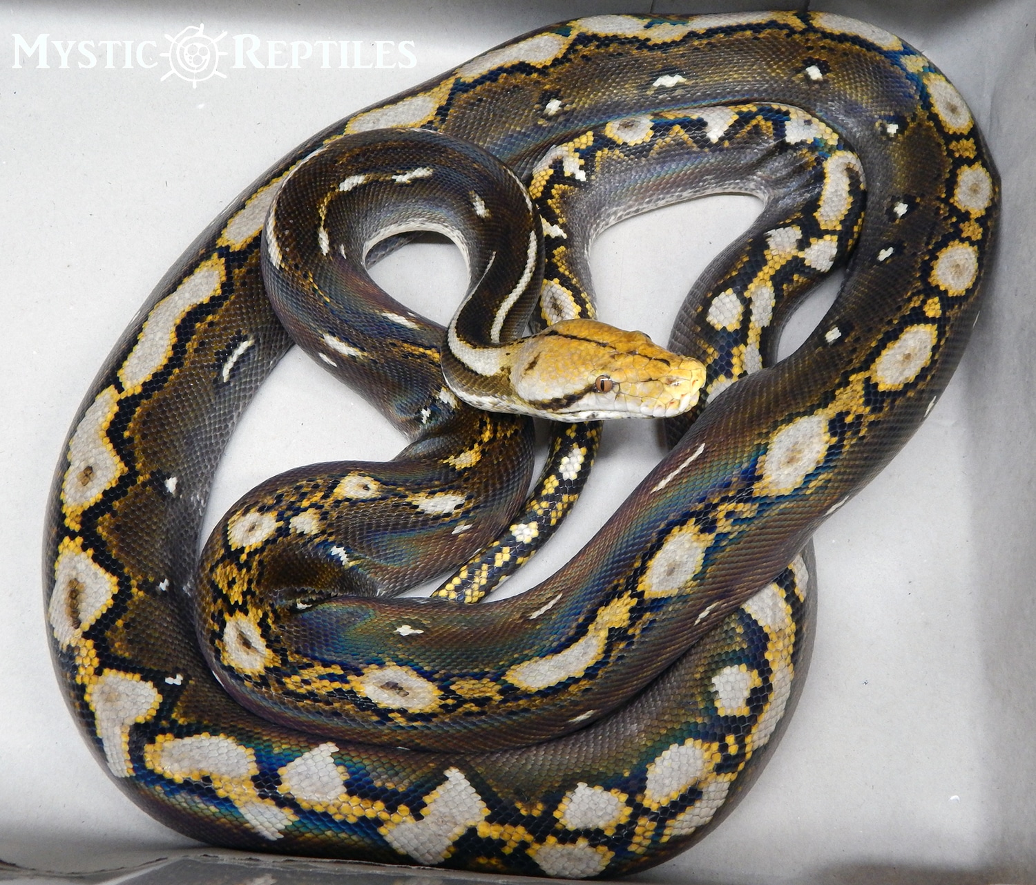 Phantom Reticulated Python by Mystic Reptiles, LLC - MorphMarket