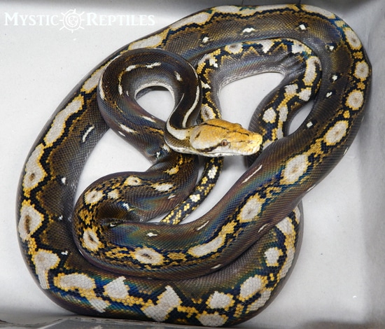 Phantom Reticulated Python by Mystic Reptiles, LLC - MorphMarket
