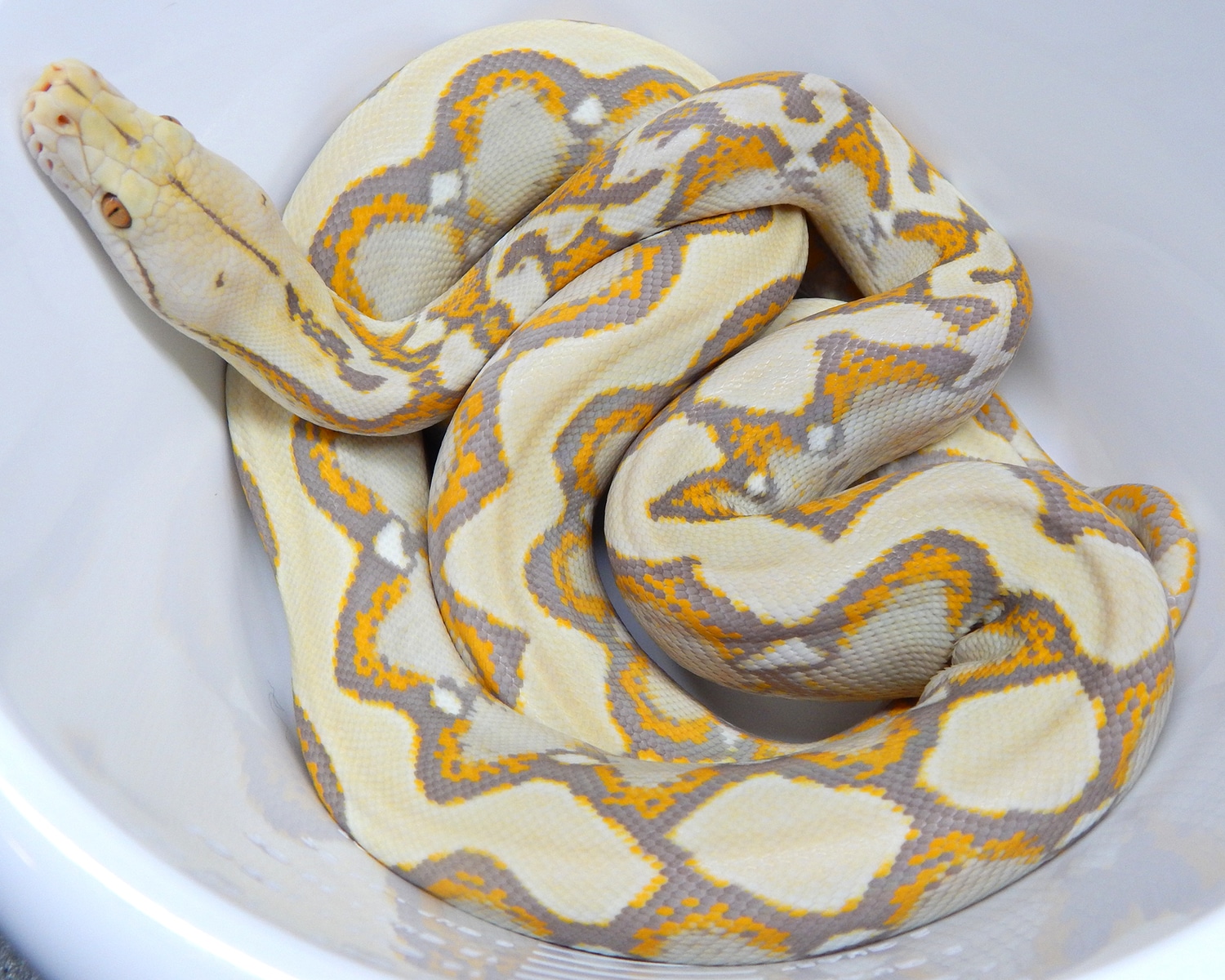 Renick Ghost "Holdback" Reticulated Python by Mystic Reptiles, LLC - MorphMarket