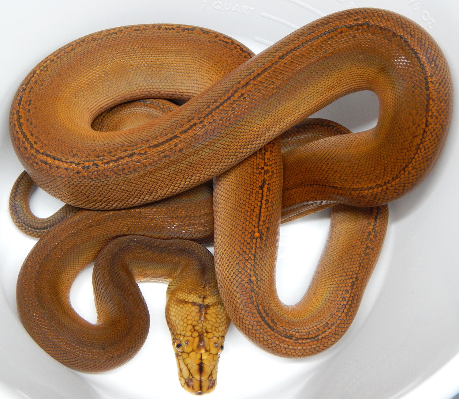 Goldenchild Orange Ghost Stripe Reticulated Python by Mystic Reptiles ...
