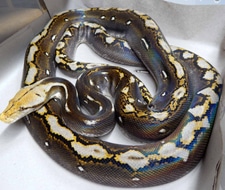 Phantom Reticulated Python by Mystic Reptiles, LLC - MorphMarket