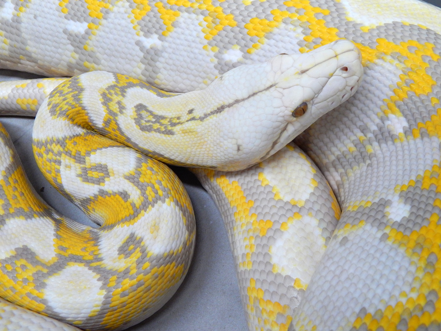 Renick Ghost Reticulated Python by Mystic Reptiles, LLC - MorphMarket
