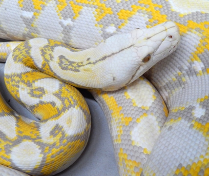 Goldenchild Cow Reticulated Python by Mystic Reptiles, LLC - MorphMarket