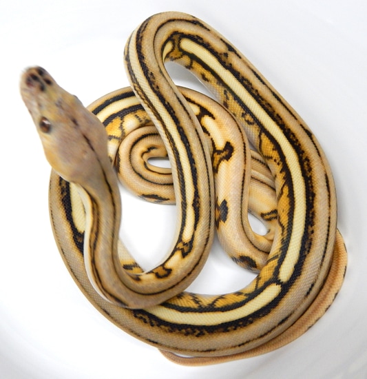 Supertiger Het Renick Ghost Reticulated Python by Mystic Reptiles, LLC