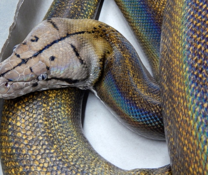 Goldenchild Cow Reticulated Python by Mystic Reptiles, LLC - MorphMarket