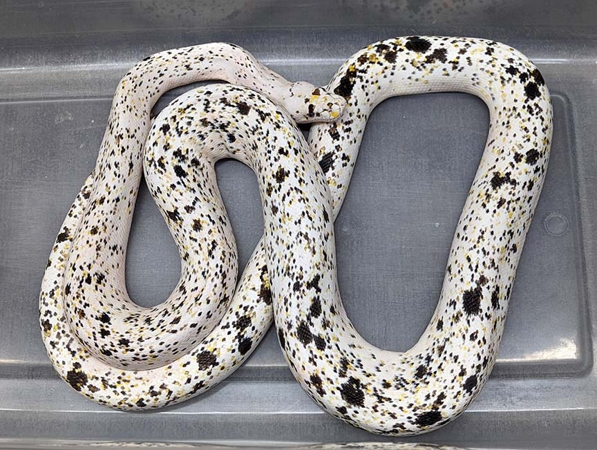 Goldenchild Cow Reticulated Python by Mystic Reptiles, LLC - MorphMarket