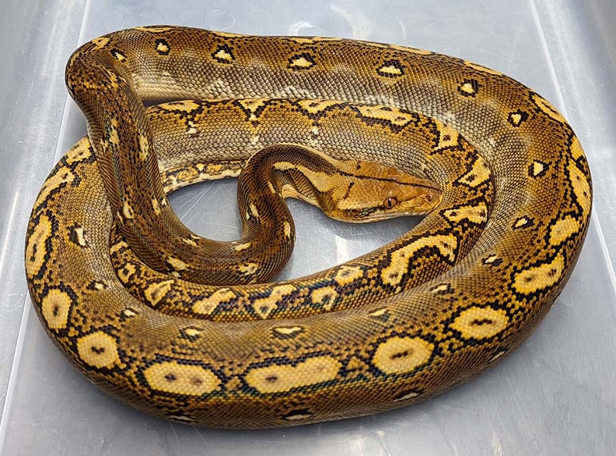 Phantom Reticulated Python by Mystic Reptiles, LLC - MorphMarket