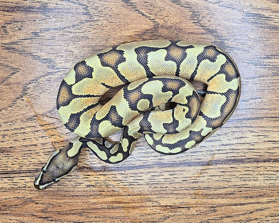 Super Enchi Orange Ghost Ball Python by Mystic Serpent