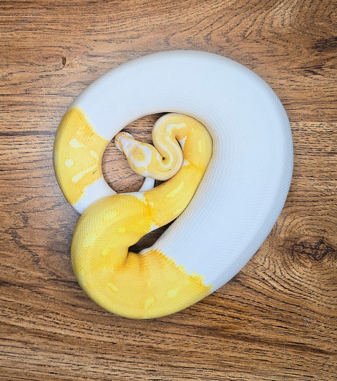 Albino Pied Ball Python by Mystic Serpent