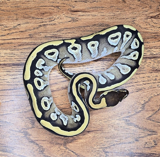 Mojave Het Pied Het Clown Ball Python by Mystic Serpent