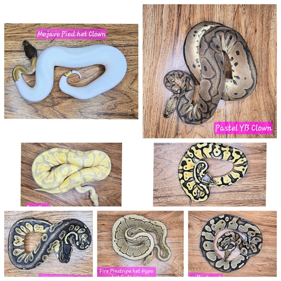 BULK Female Ball Python by Mystic Serpent