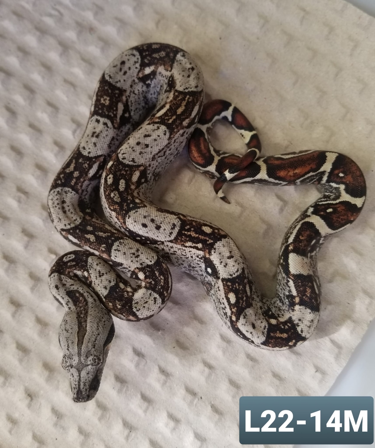 IMG 66% VPI T+ Albino Boa Constrictor by CSJ Boa's - MorphMarket
