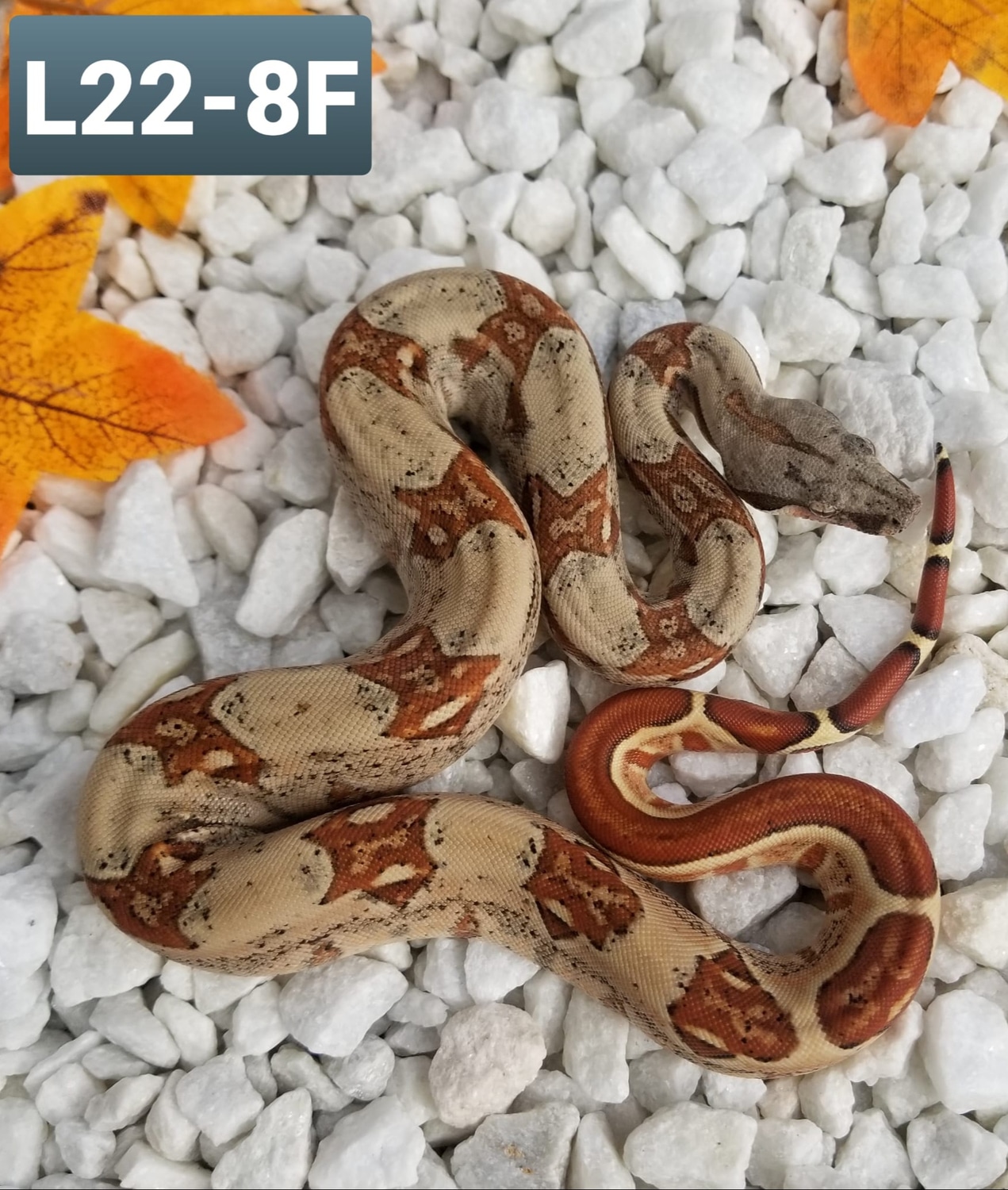 Hypo 66% Het VPI Boa Constrictor by CSJ Boa's - MorphMarket