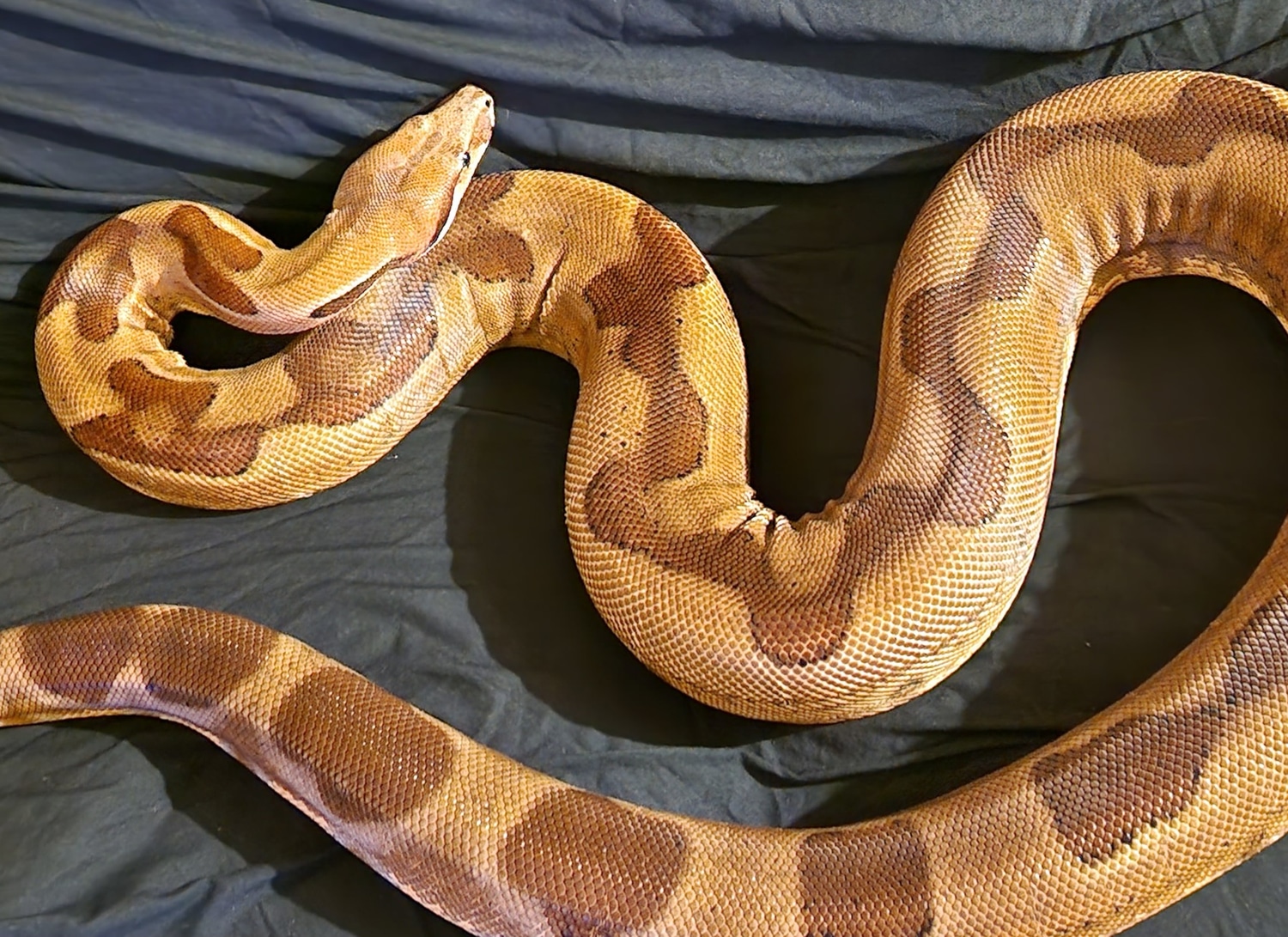 Hypo Poss Super, Jungle, Dh Sharp Snowglow Boa Constrictor by CSJ Boa's ...