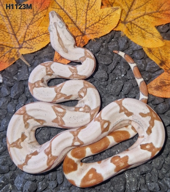 Paraglow 100 Het Anery/BWC Sunglow Het Anery Boa Constrictor by CSJ Boa ...